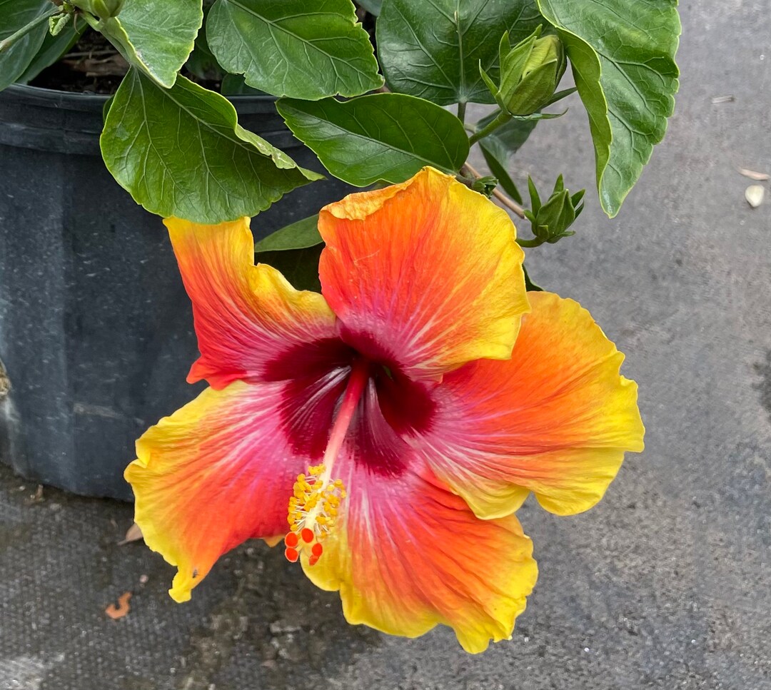 Fiesta Hibiscus Plant 3 Gallon Size - Etsy