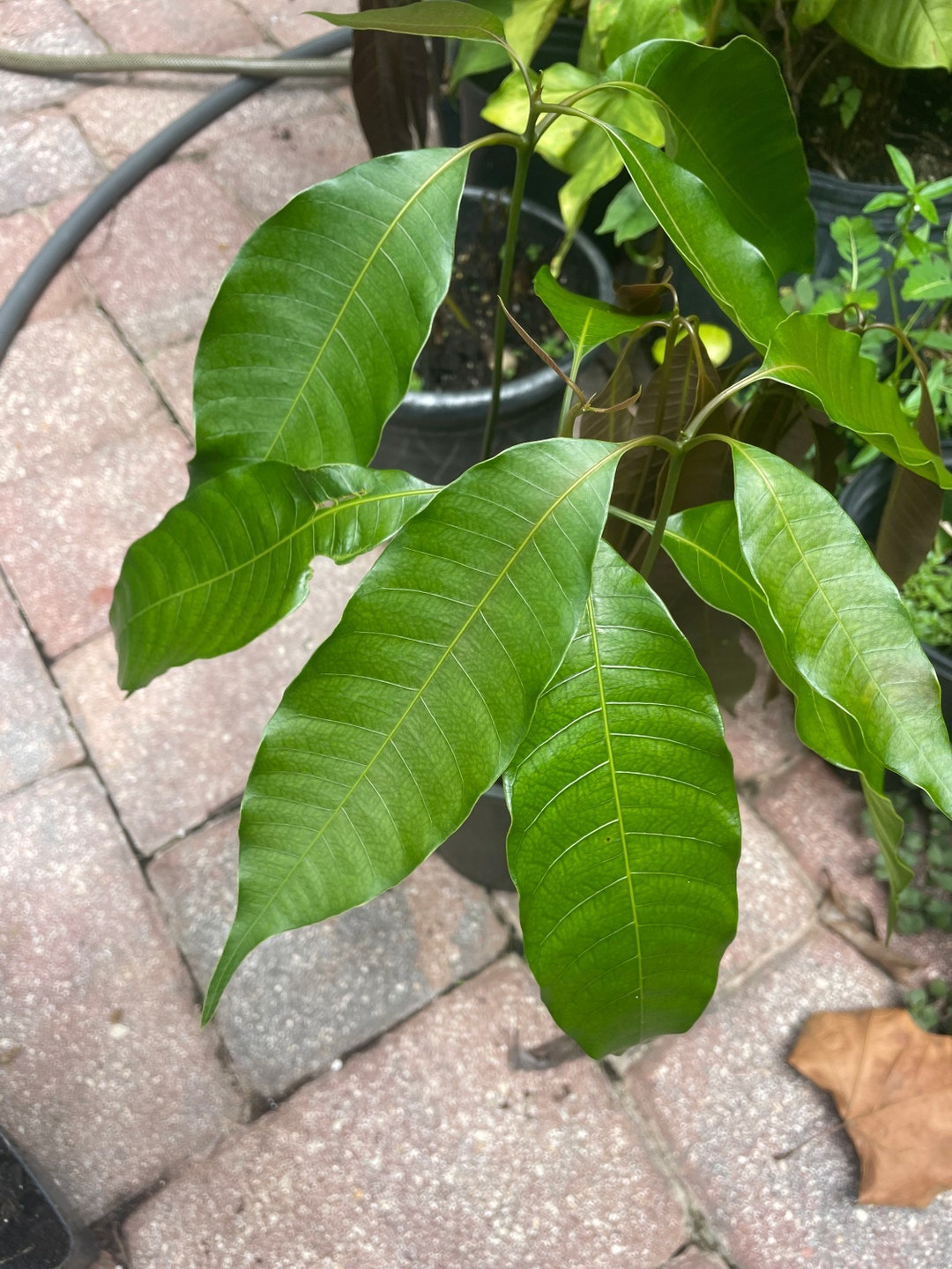 Organic Grown Tropical Mango Starter Plant - Etsy