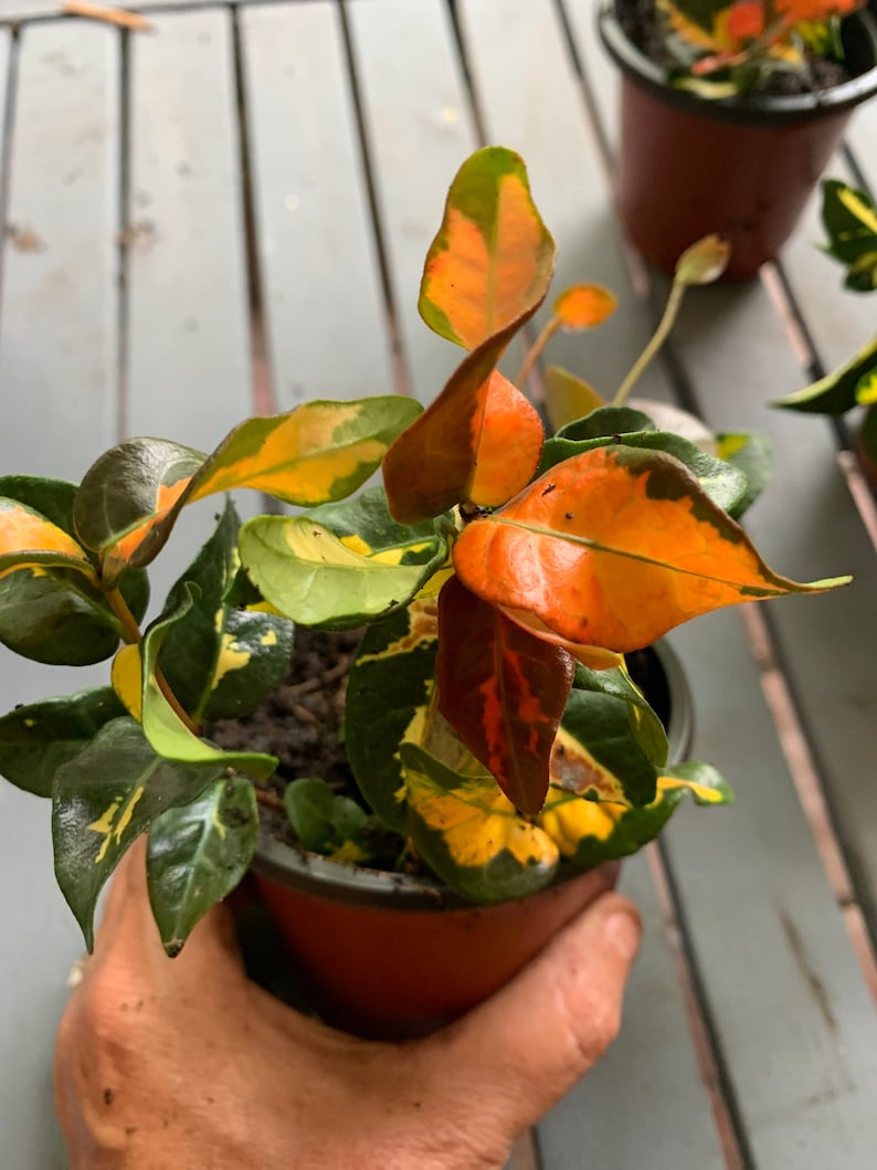 Summer Sunset Asiatic Jasmine Plants (ships Potted) - Etsy