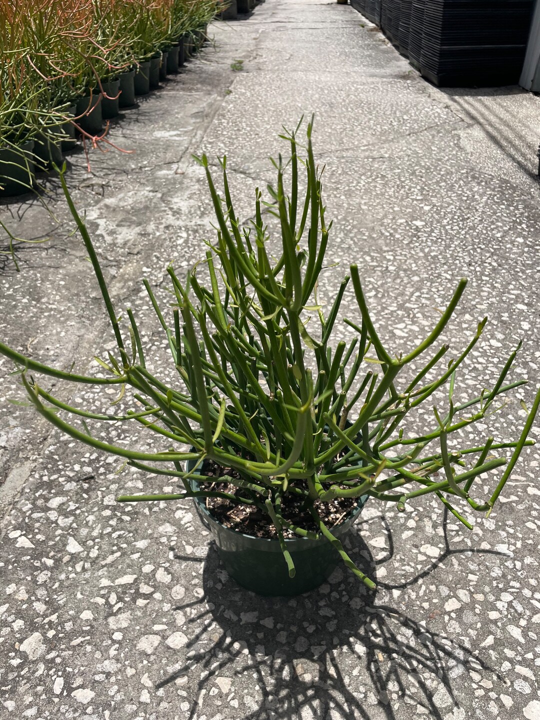 Large Pencil Plant a Cactus - Etsy