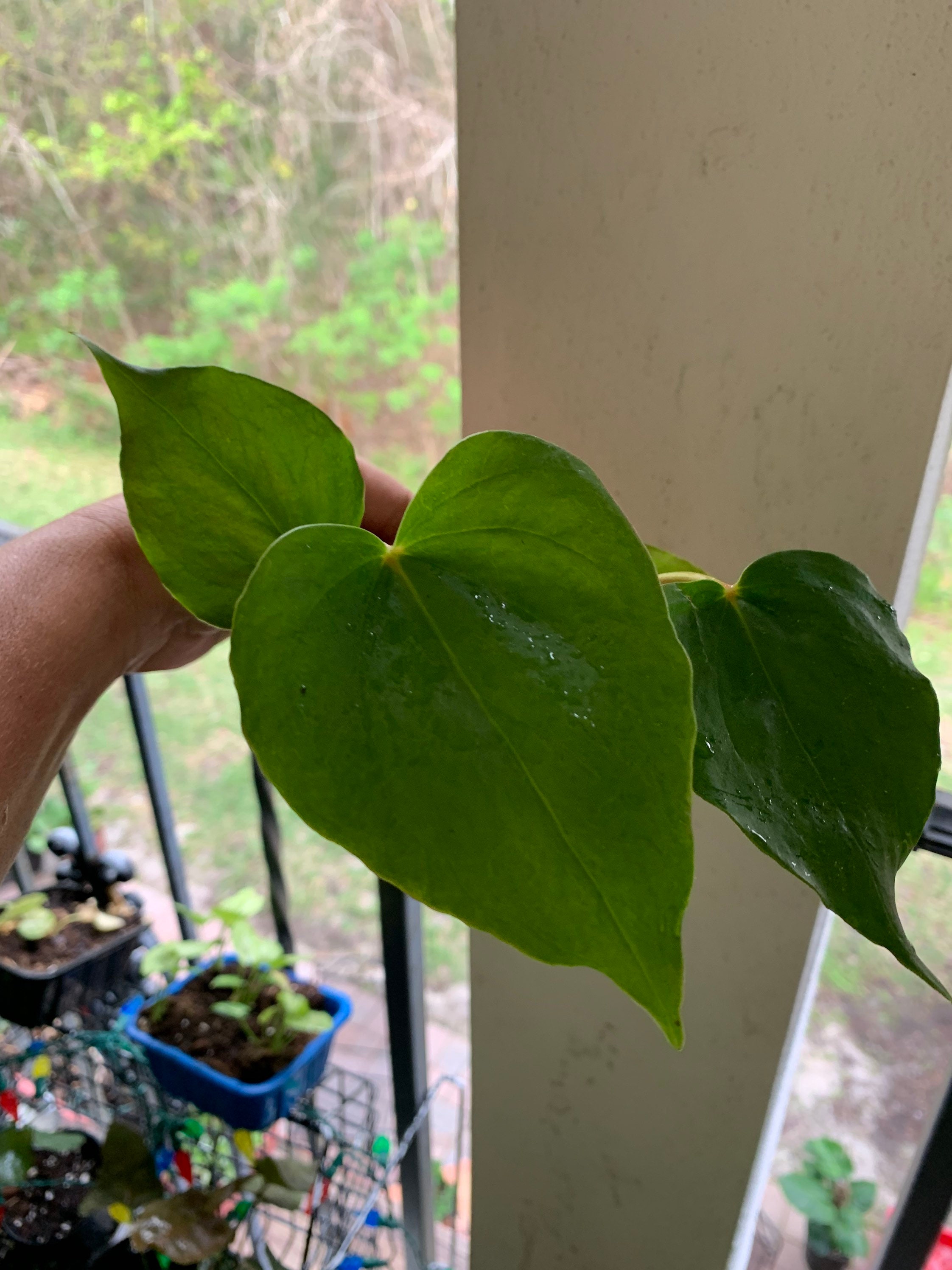 Anthurium Oaxaca Plant | Etsy