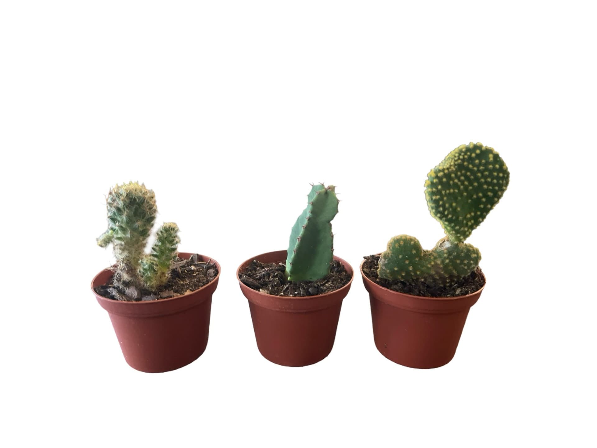3 Piece Cactus Set (3" Pot Size) - Etsy