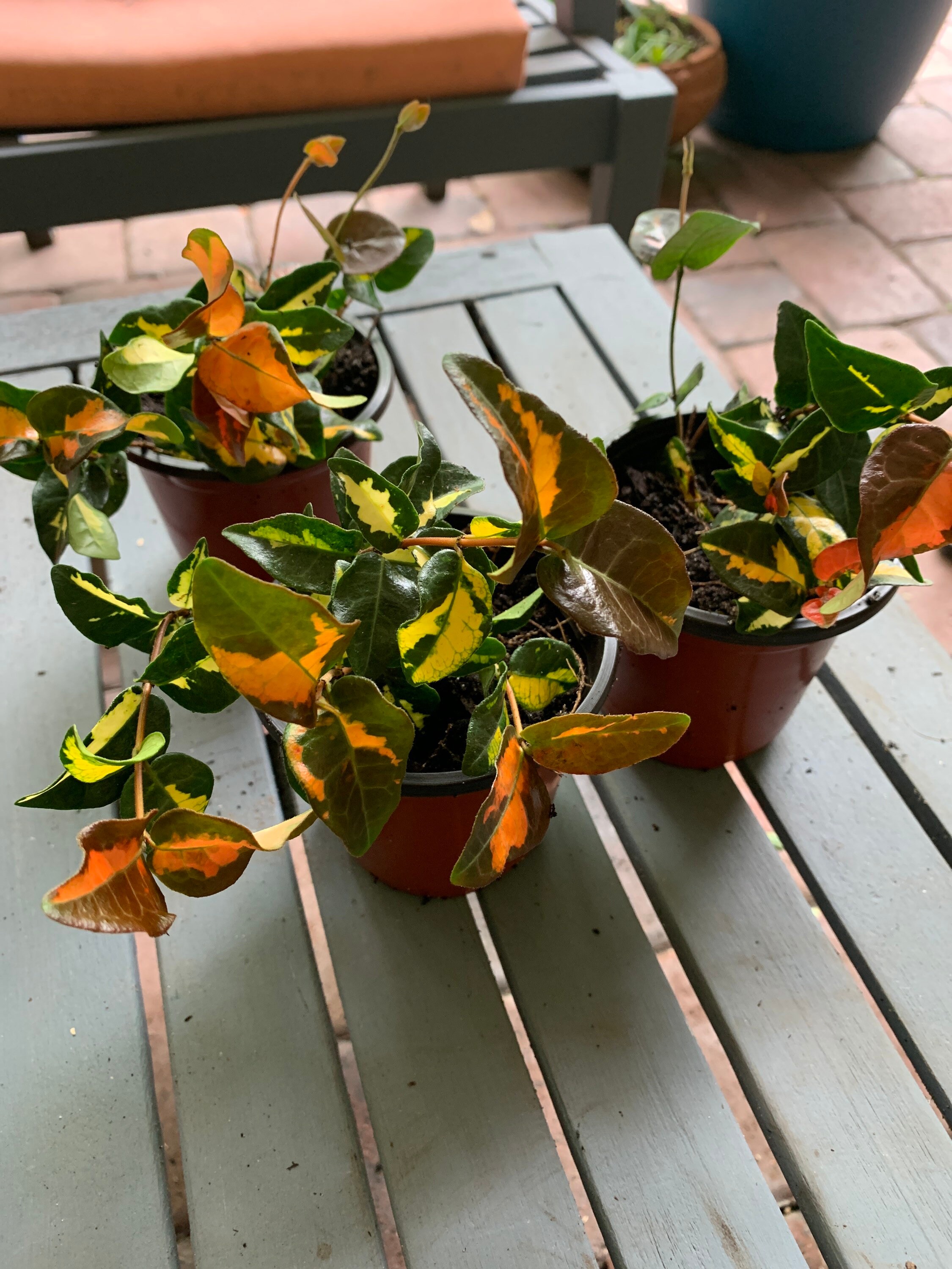 Summer Sunset Asiatic Jasmine Plants (ships Potted) - Etsy