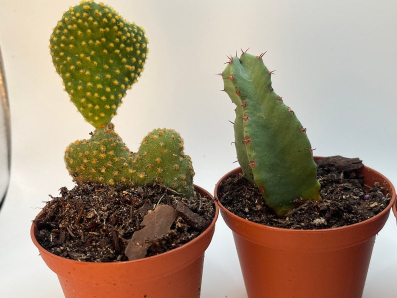 3 Piece Cactus Set (3" Pot Size) - Etsy