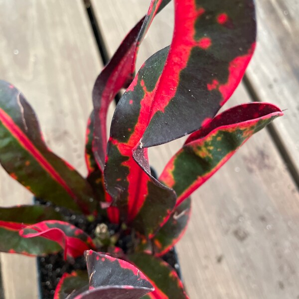 Croton - Etsy