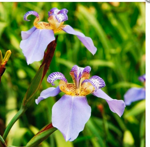 Giant Walking Iris 3 Gallon Pot Size | Etsy