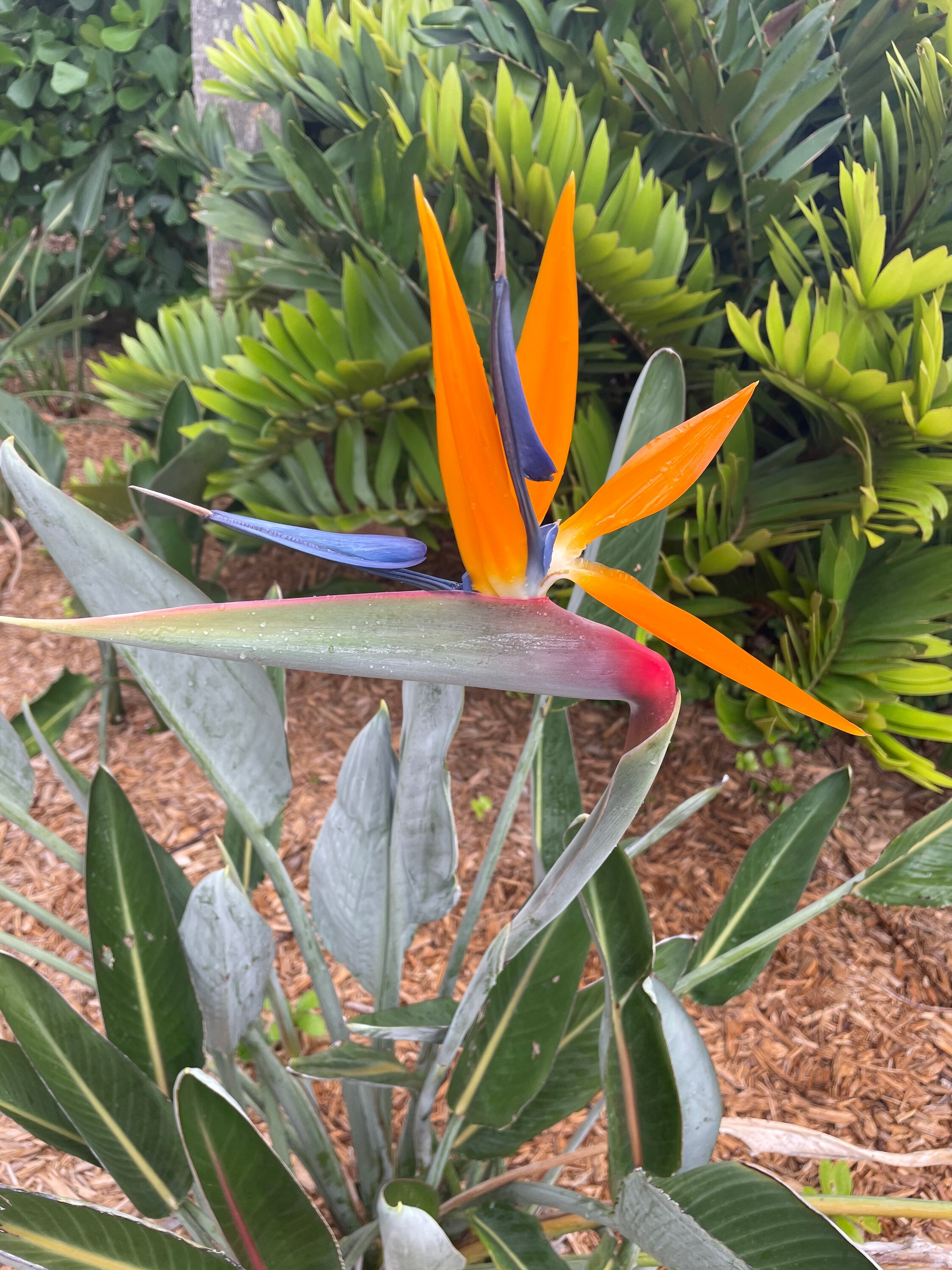 Strelitzia Reginae Dwarf