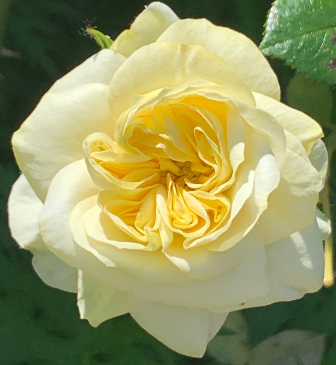 Canvas Photographic Print by Florapix, a Single Cream Rose. - Etsy