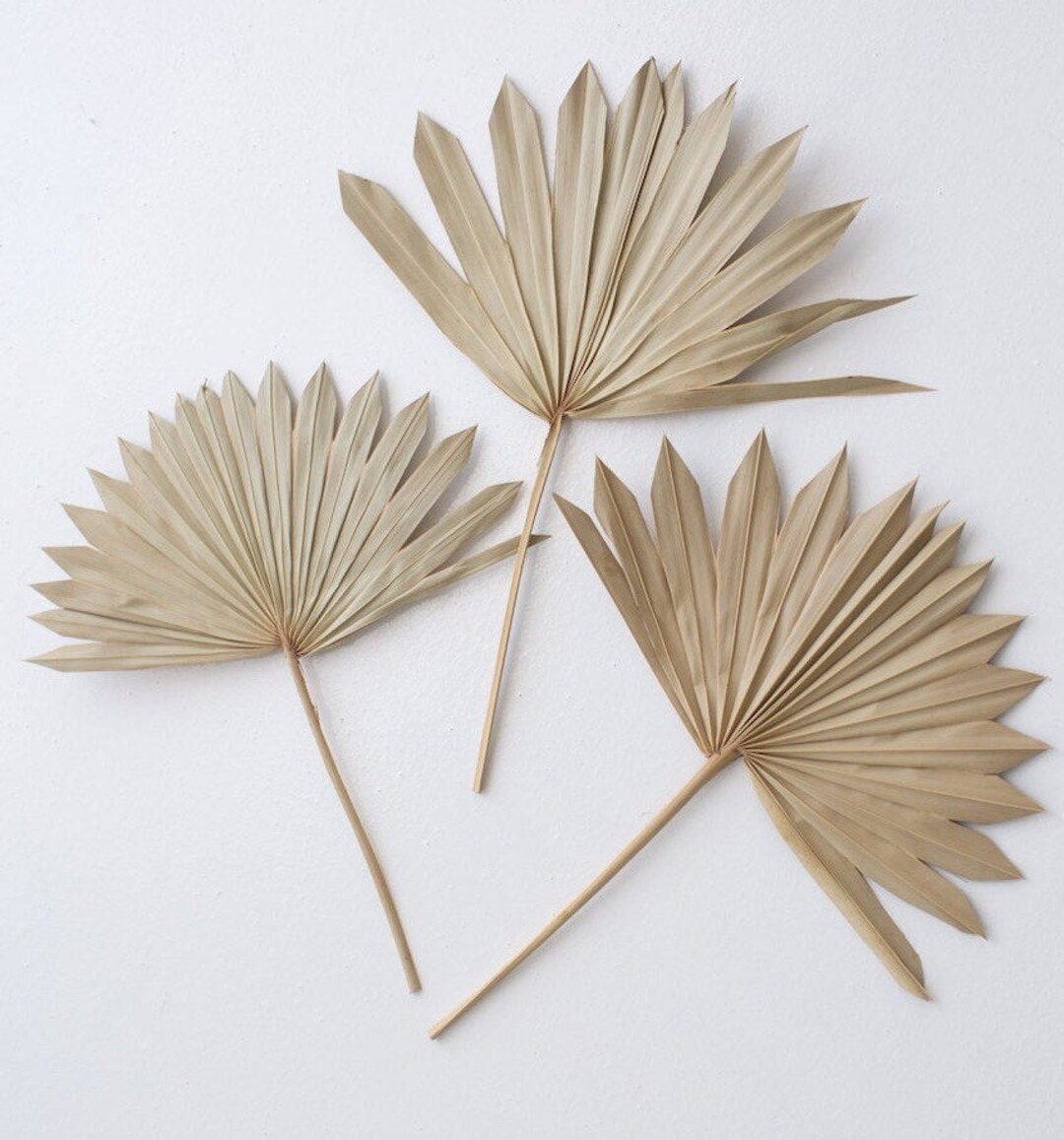 Natural Sun Palms Sun Palms Dried Flowers 5 Stems Sun - Etsy