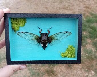 Insect Shadow Box | Etsy