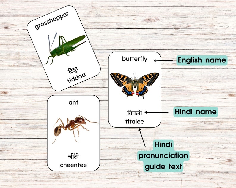 Insect Flashcards in Hindi Hindi Pronunciation Bilingual - Etsy