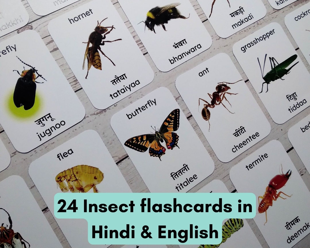 Insect Flashcards in Hindi, Hindi Pronunciation, Bilingual Hindi ...