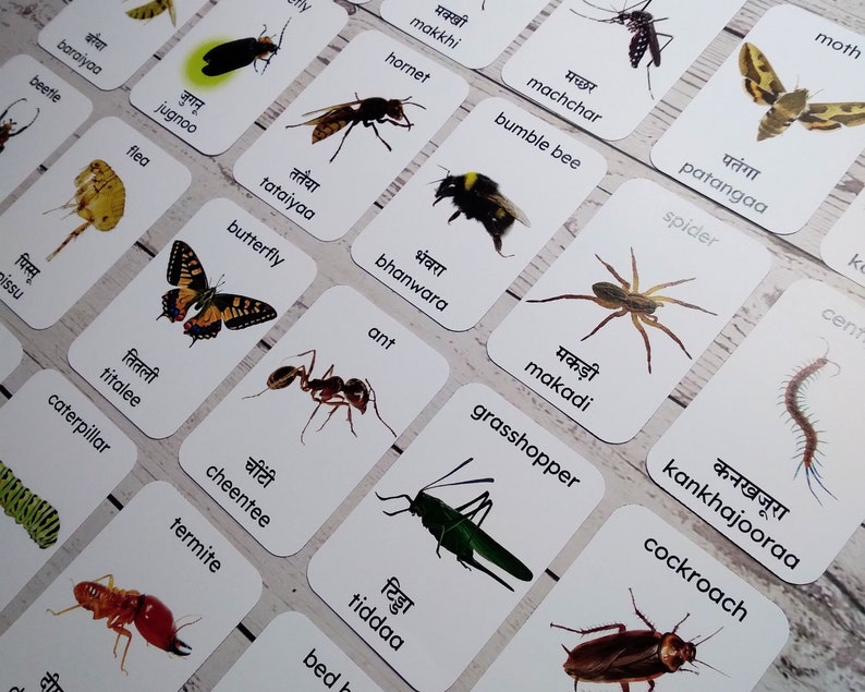 Insect Flashcards in Hindi, Hindi Pronunciation, Bilingual Hindi ...
