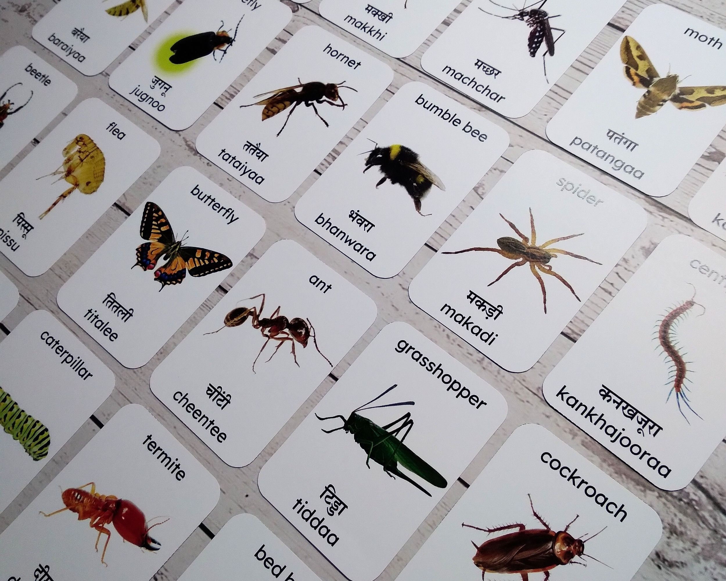 Insect Flashcards in Hindi, Hindi Pronunciation, Bilingual Hindi ...