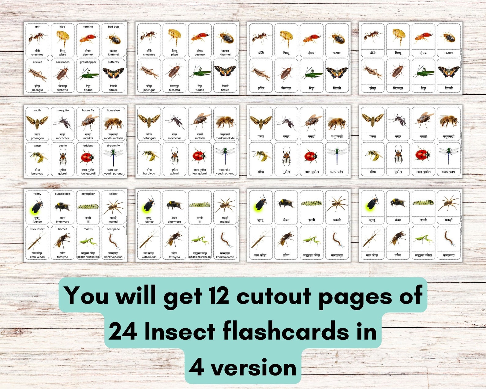 Insect Flashcards in Hindi, Hindi Pronunciation, Bilingual Hindi ...