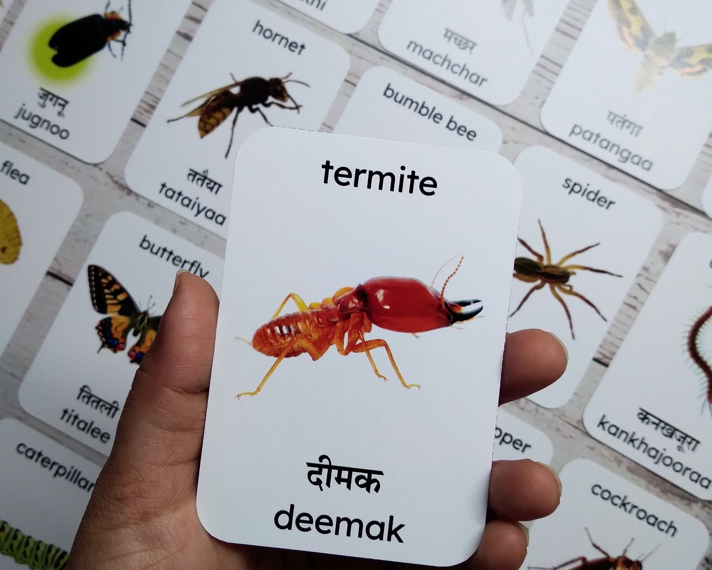 Insect Flashcards in Hindi, Hindi Pronunciation, Bilingual Hindi ...