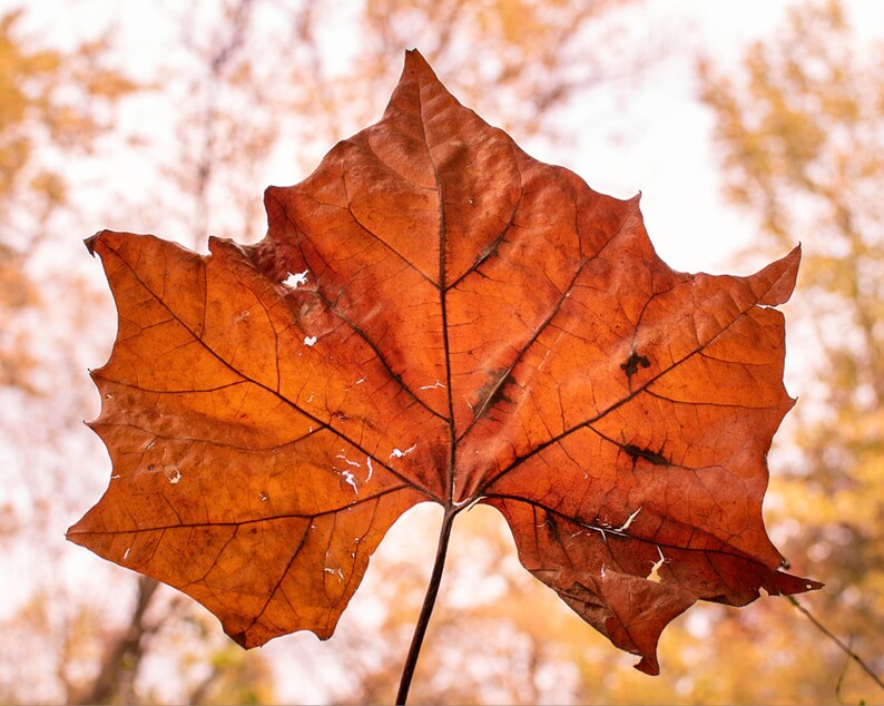 Maple Leaf | Fall | Digital Image Print | Michigan | Instant Download ...