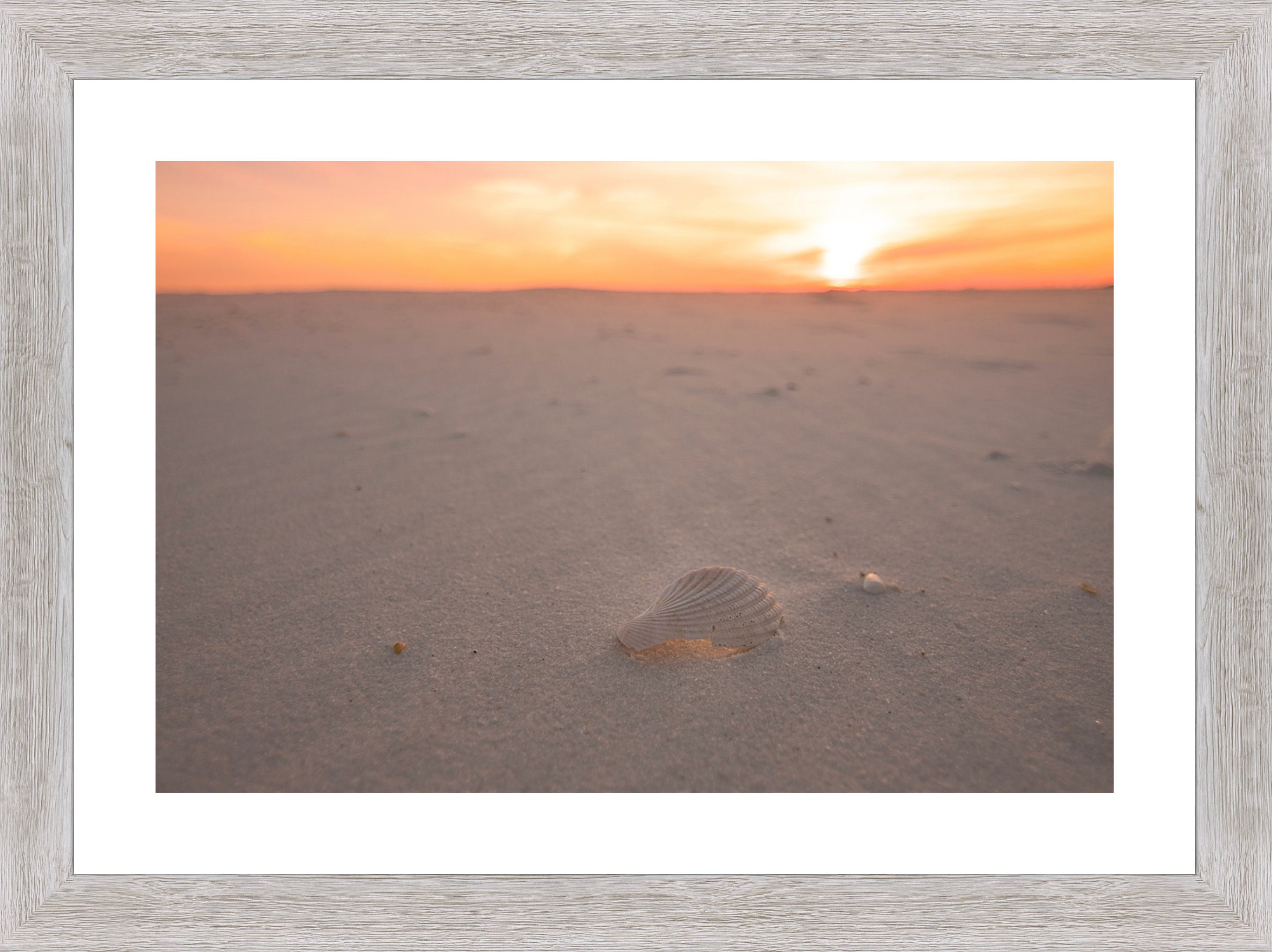 Sea Shell | Pensacola Beach | Digital Image Print | Florida | Ocean ...