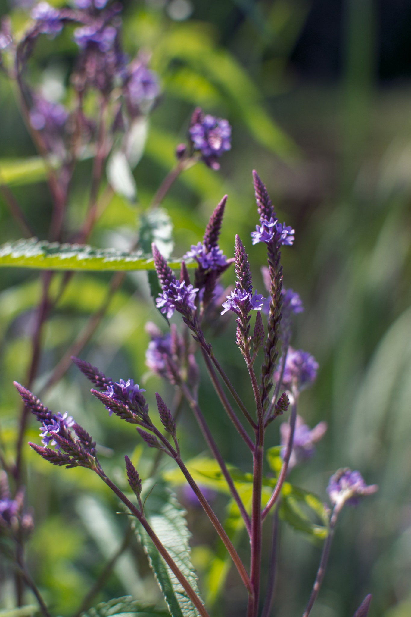 Blue Vervain | Perennial | Digital Image Print | Instant Download ...