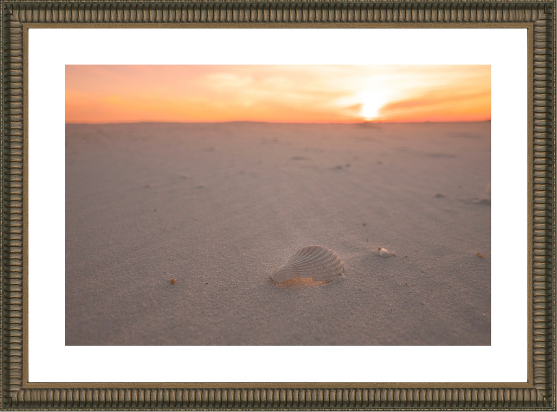 Sea Shell | Pensacola Beach | Digital Image Print | Florida | Ocean ...