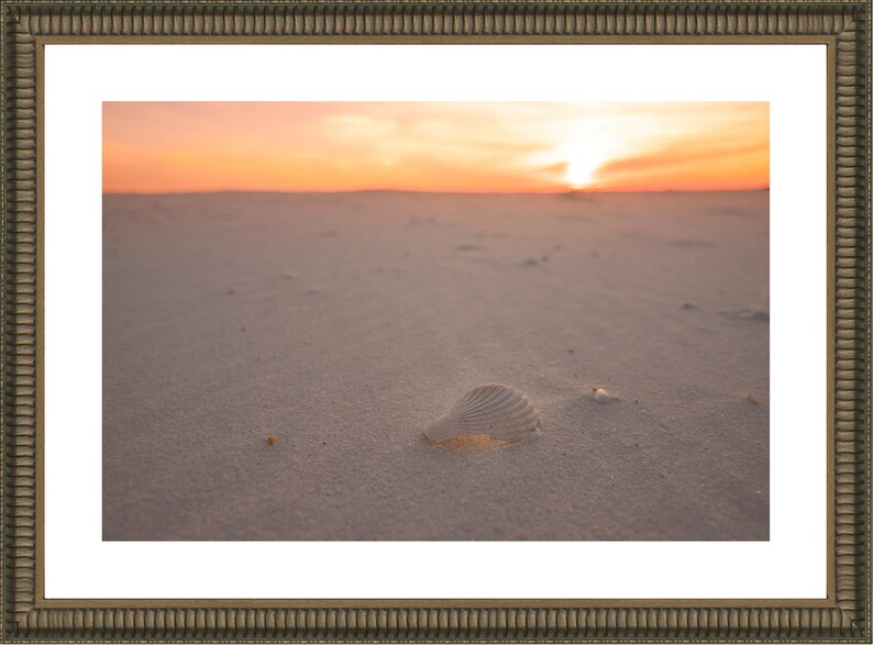 Sea Shell | Pensacola Beach | Digital Image Print | Florida | Ocean ...