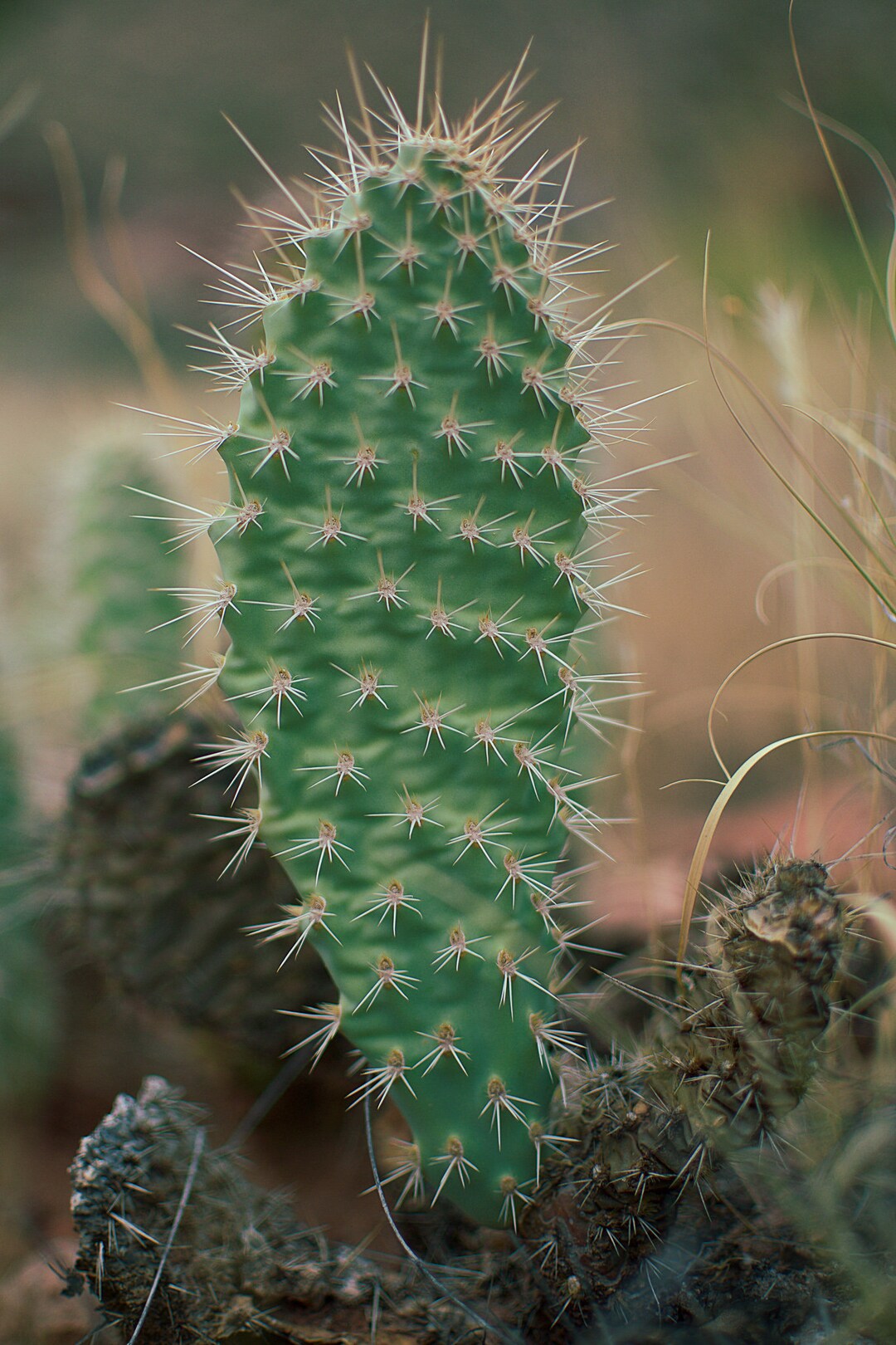 Mini Cacti | Succulent | Digital Image Print | Grand Canyon | Desert ...