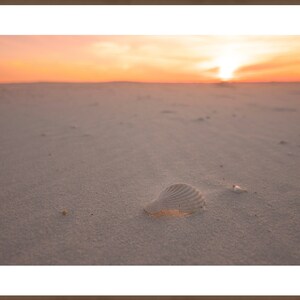 Sea Shell | Pensacola Beach | Digital Image Print | Florida | Ocean ...