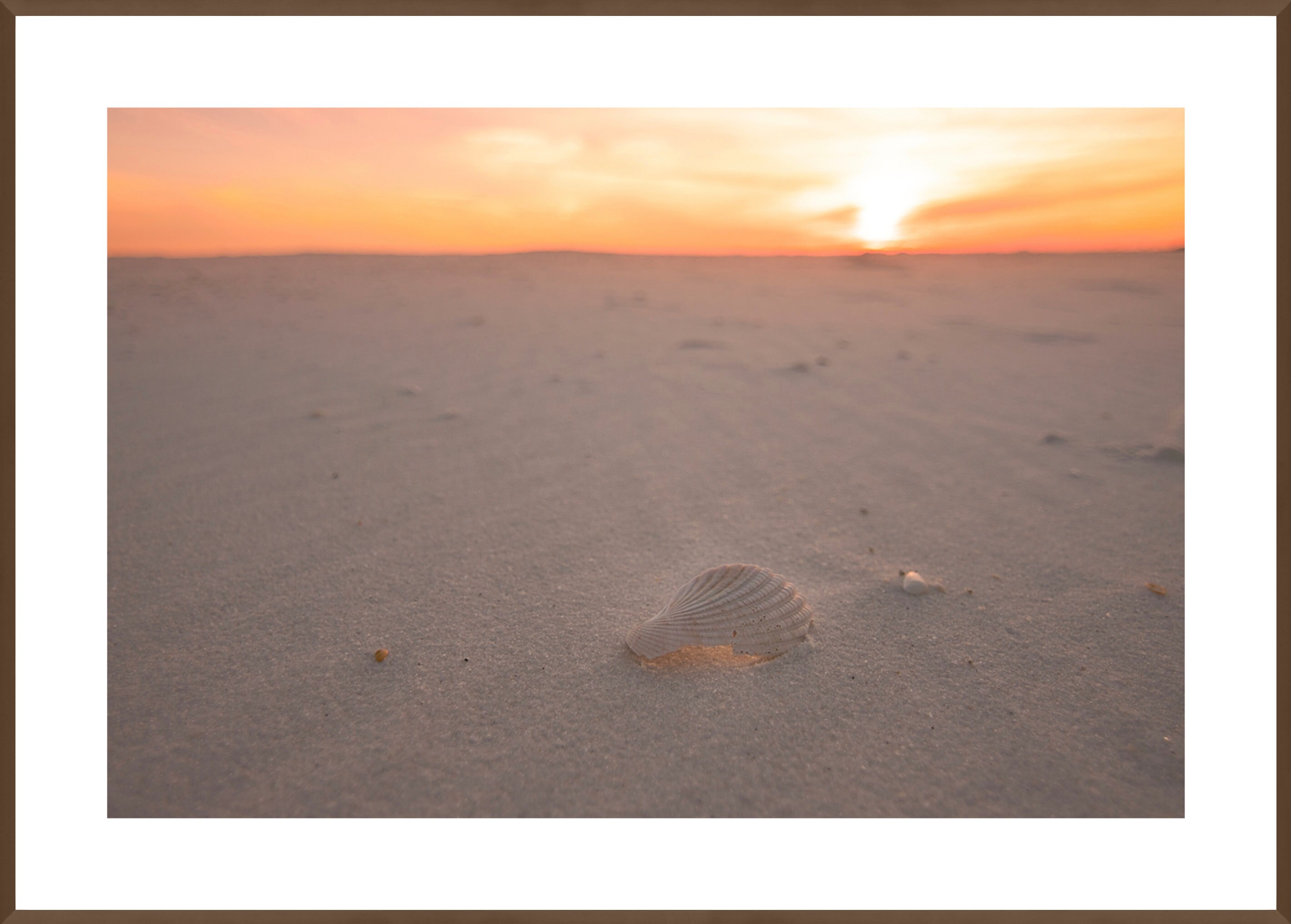 Sea Shell | Pensacola Beach | Digital Image Print | Florida | Ocean ...