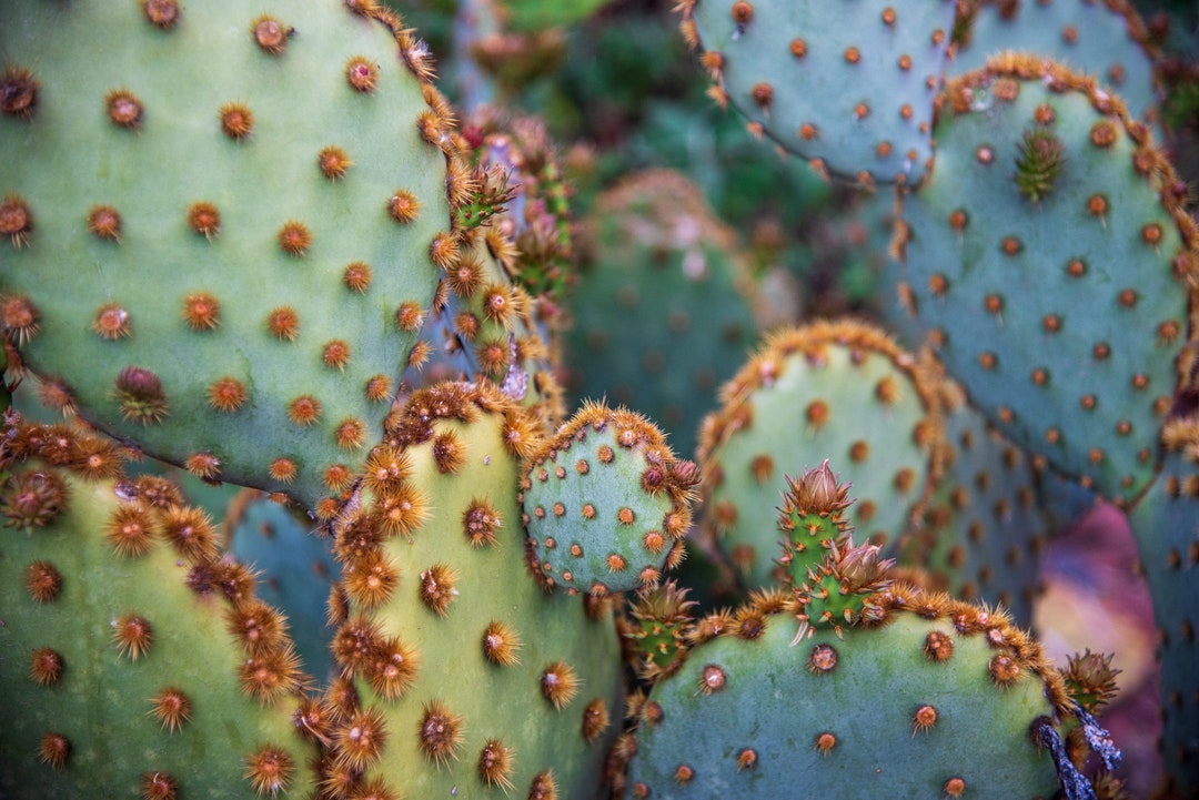 Multi-color Cacti Sedona Arizona Digital Image Print Instant Download ...