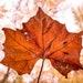 Maple Leaf | Fall | Digital Image Print | Michigan | Instant Download ...