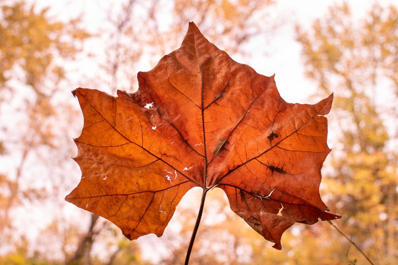 Maple Leaf | Fall | Digital Image Print | Michigan | Instant Download ...