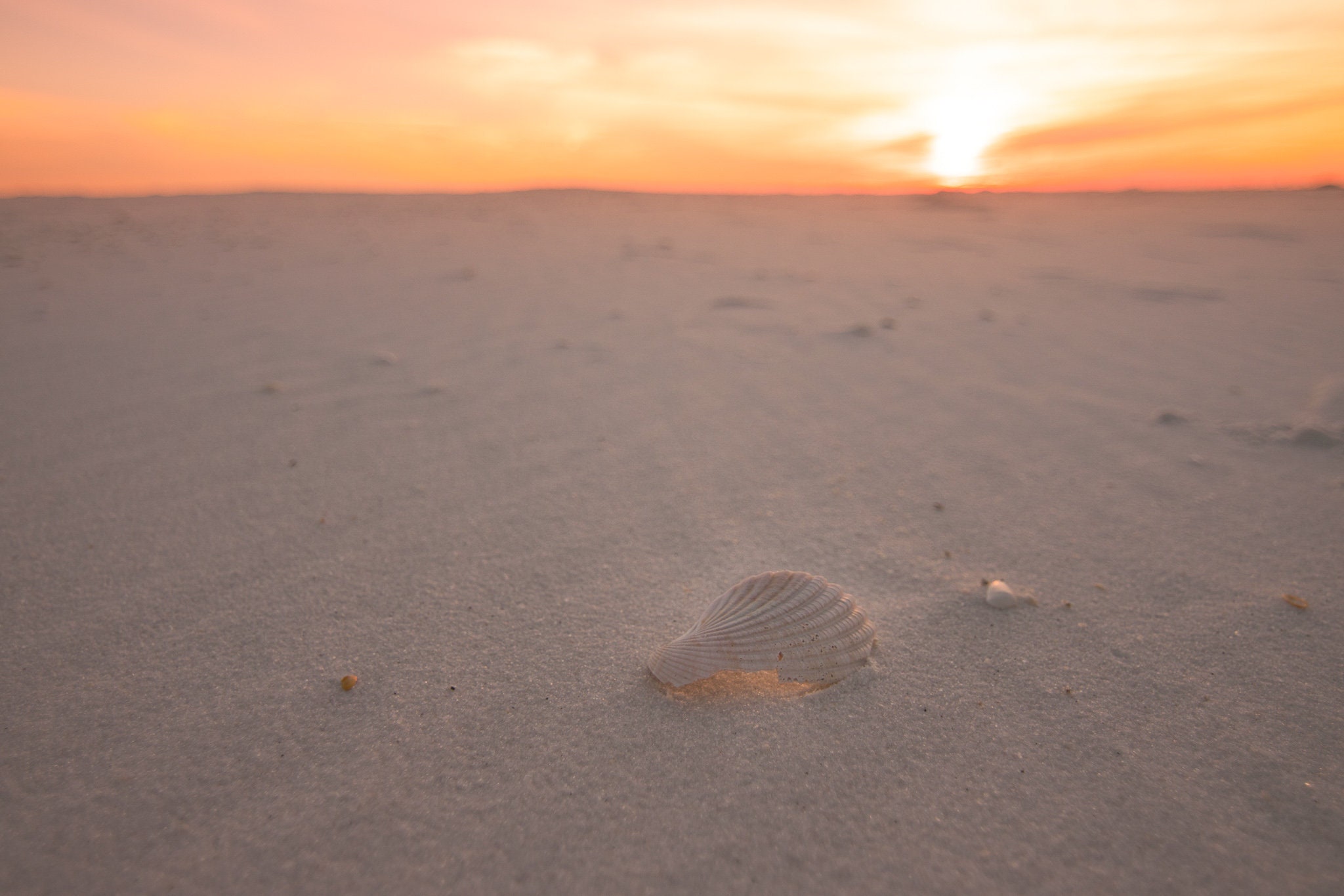 Sea Shell | Pensacola Beach | Digital Image Print | Florida | Ocean ...