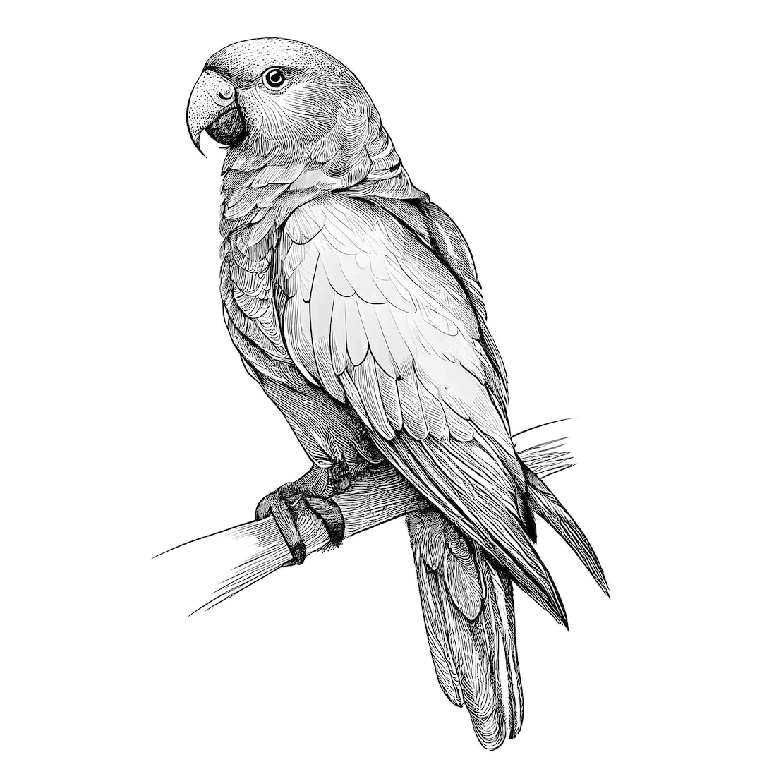 Digital Download | Pencil Drawing of a Parrot PNG File | PSD File | JPG ...