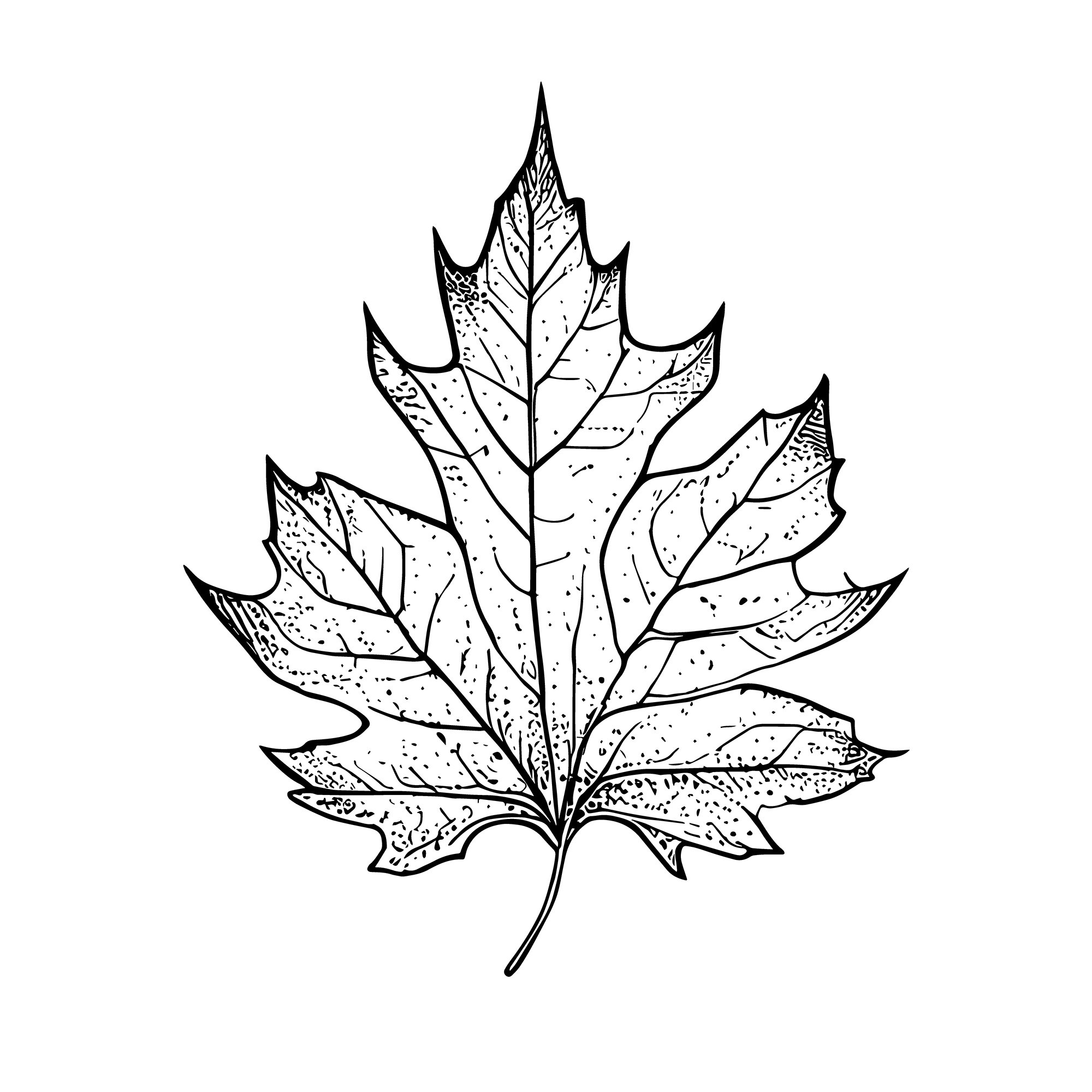 Maple Leaves Drawing