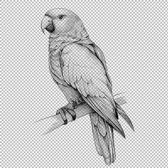 Parrot Pencil Drawing Parrot : R/drawing