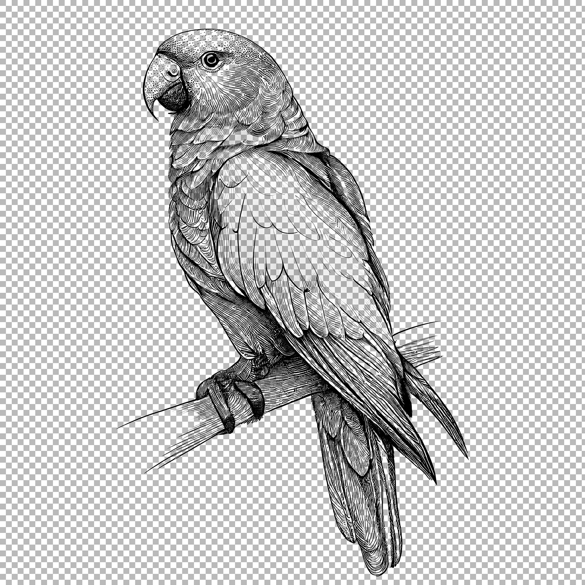 Digital Download | Pencil Drawing of a Parrot PNG File | PSD File | JPG ... Digital Download | Pencil Drawing of a Parrot PNG File | PSD File | JPG ...