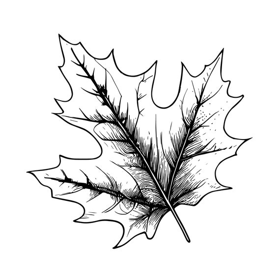 Maple Leaf Pencil Drawing