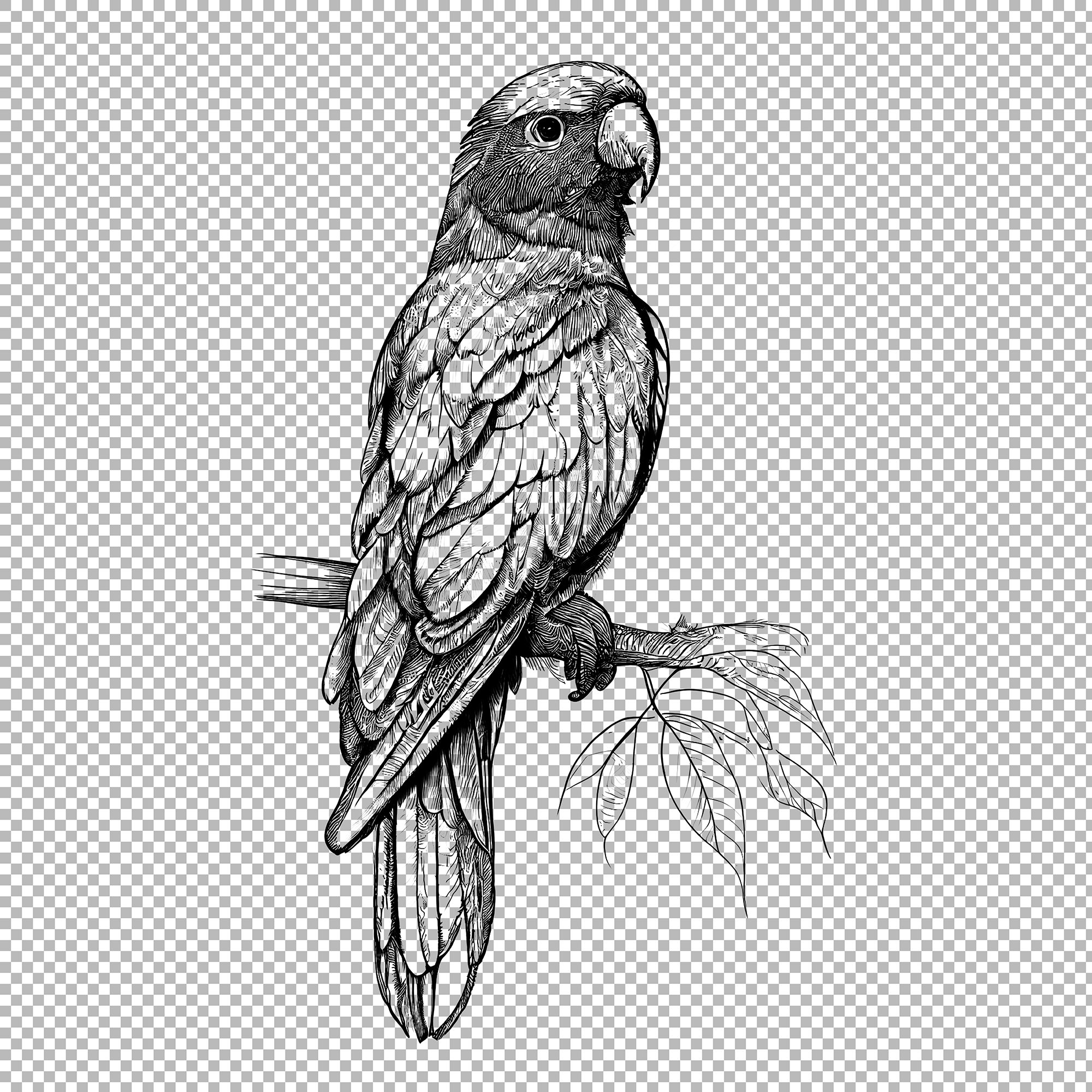 Digital Download | Pencil Drawing of a Parrot PNG File | PSD File | JPG ...