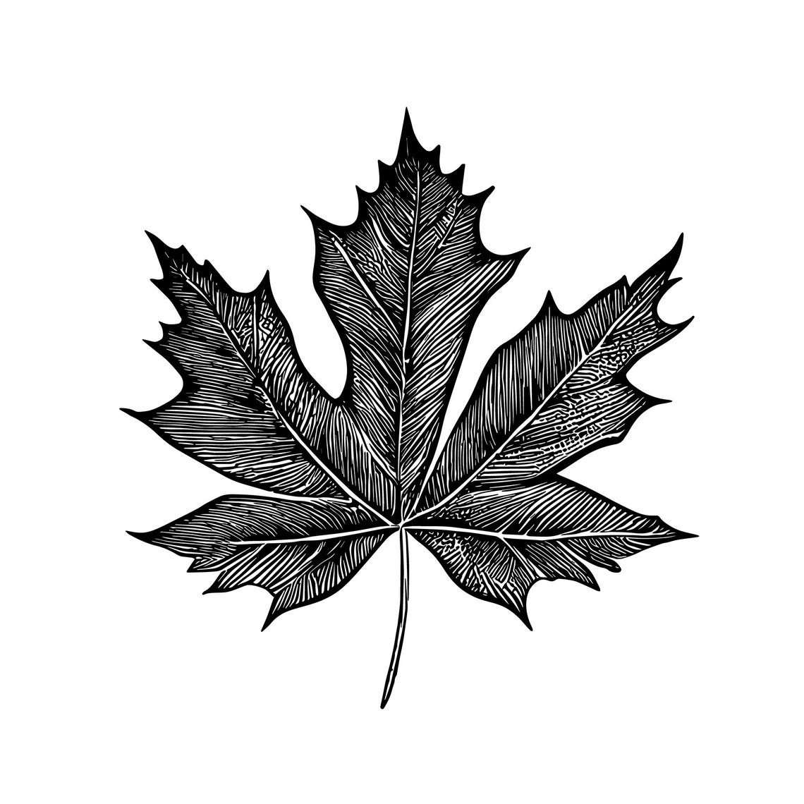 Digital Download | Pencil Drawing 8 Maple Leaves | Png File, Svg File ...