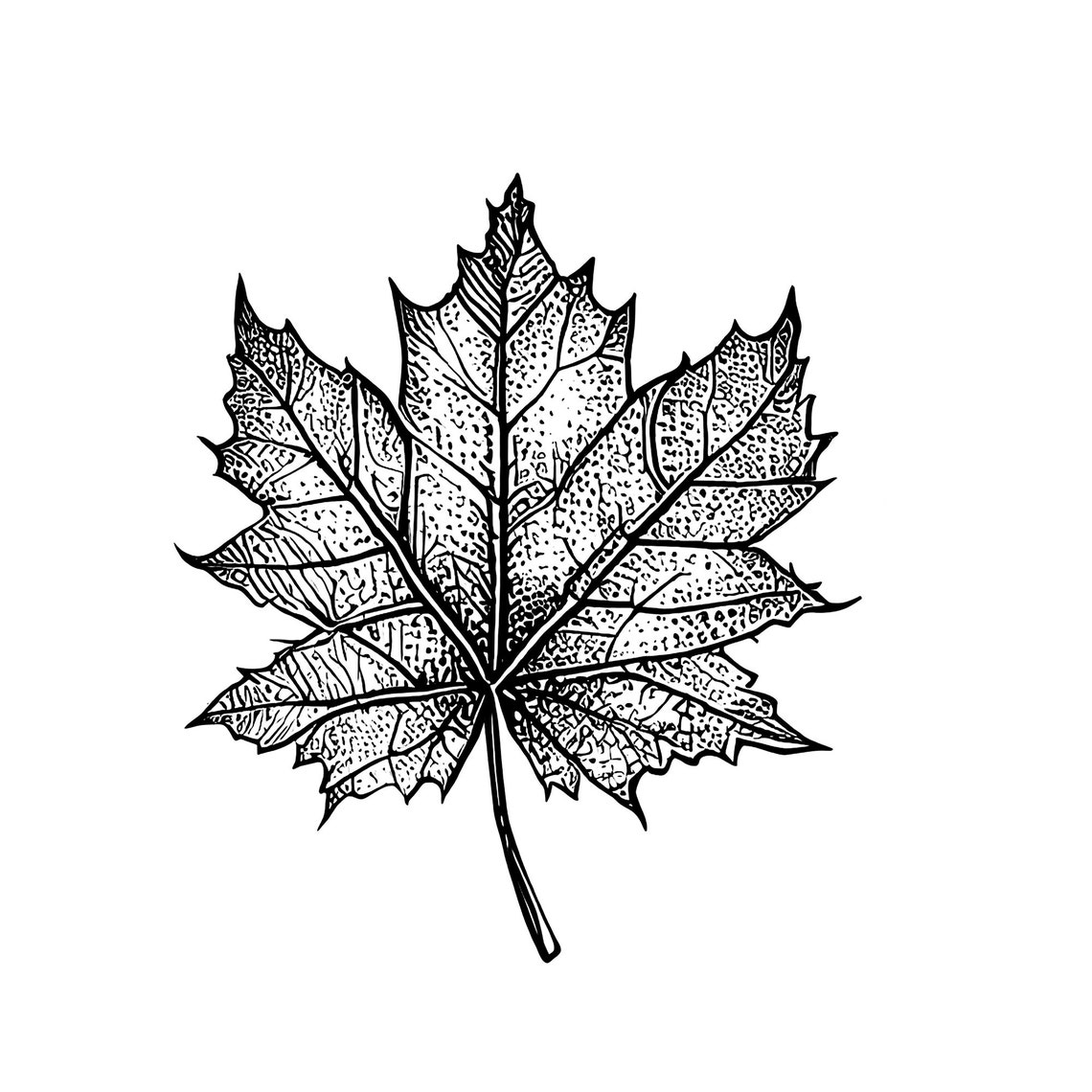 Digital Download | Pencil Drawing 8 Maple Leaves | Png File, Svg File ...