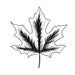 Digital Download | Pencil Drawing 8 Maple Leaves | Png File, Svg File ...