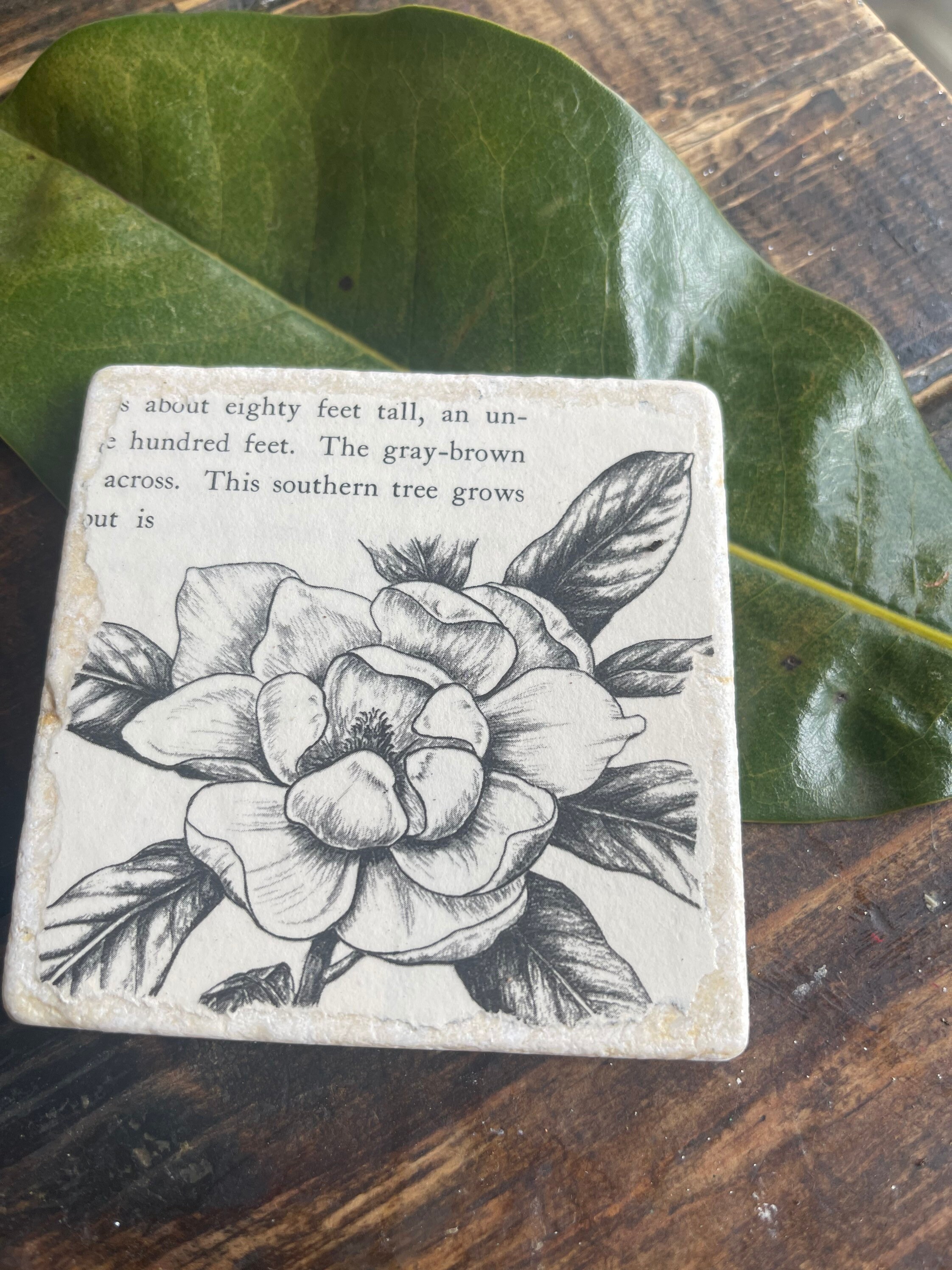 Vintage Botanical Book Page, Illustrated Flowering Tree Print, Set of 4 ...