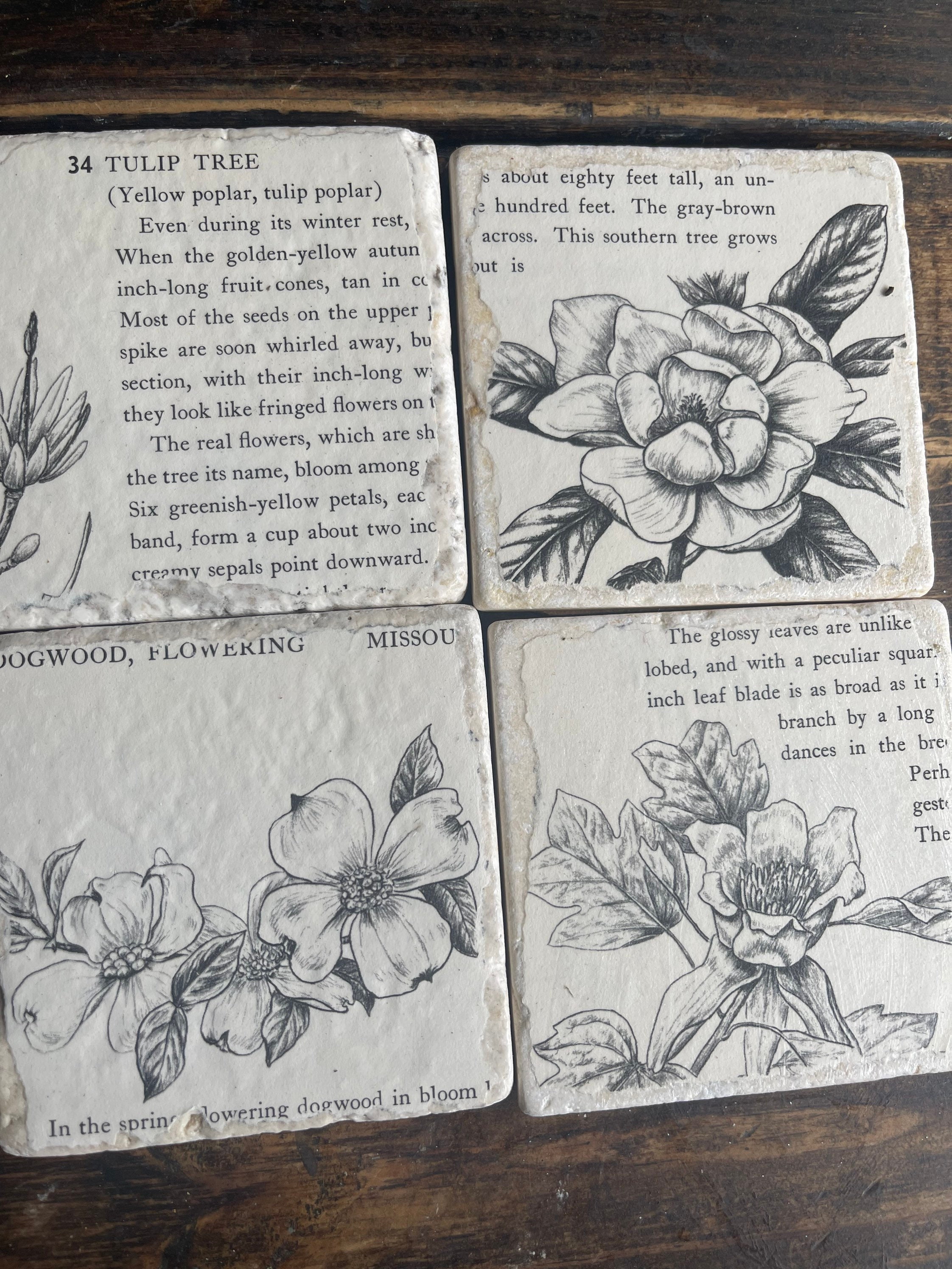 Vintage Botanical Book Page, Illustrated Flowering Tree Print, Set of 4 ...