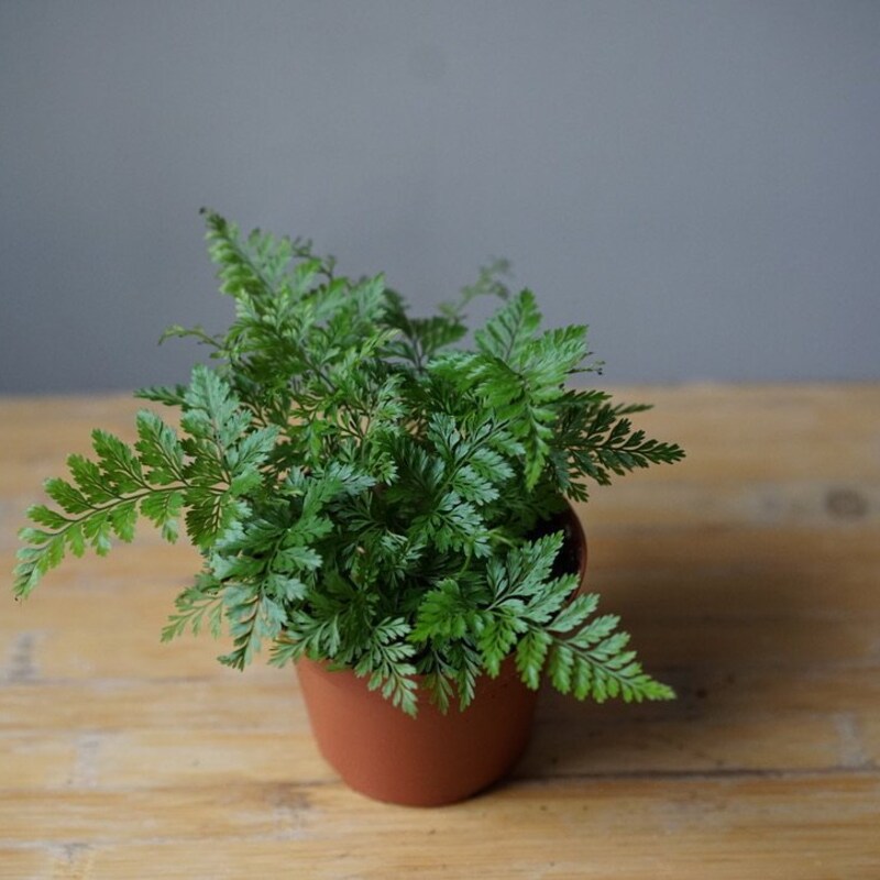 Rabbit Foot Fern - Etsy