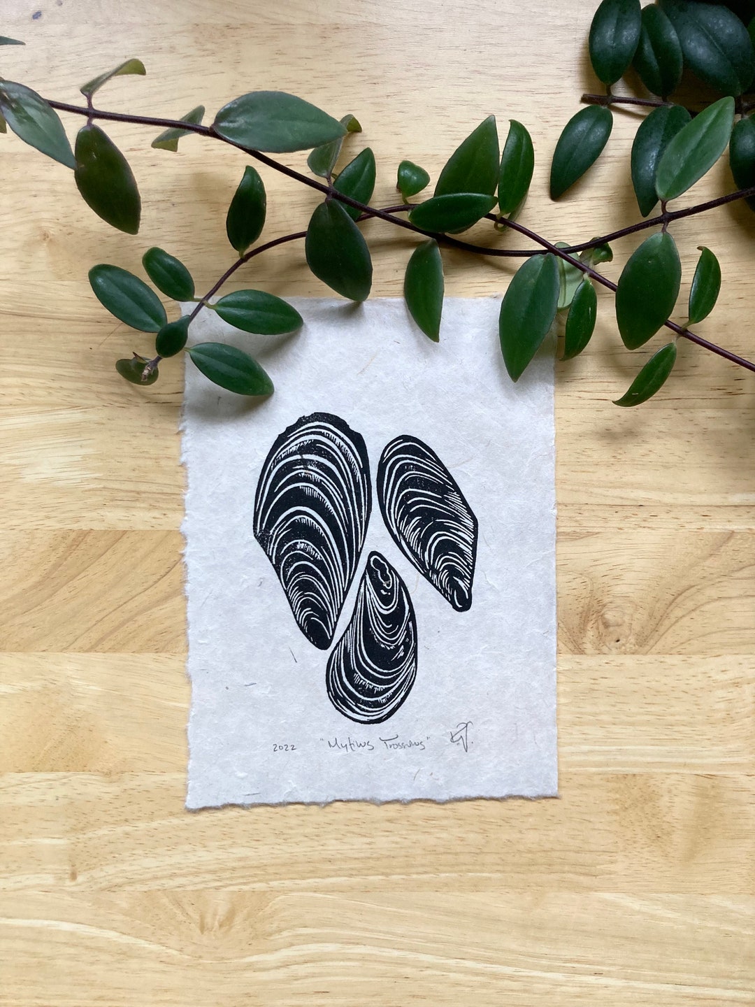 Blue Mussel Mini Print | Original Linocut | Alaskan Tidepool Print - Etsy