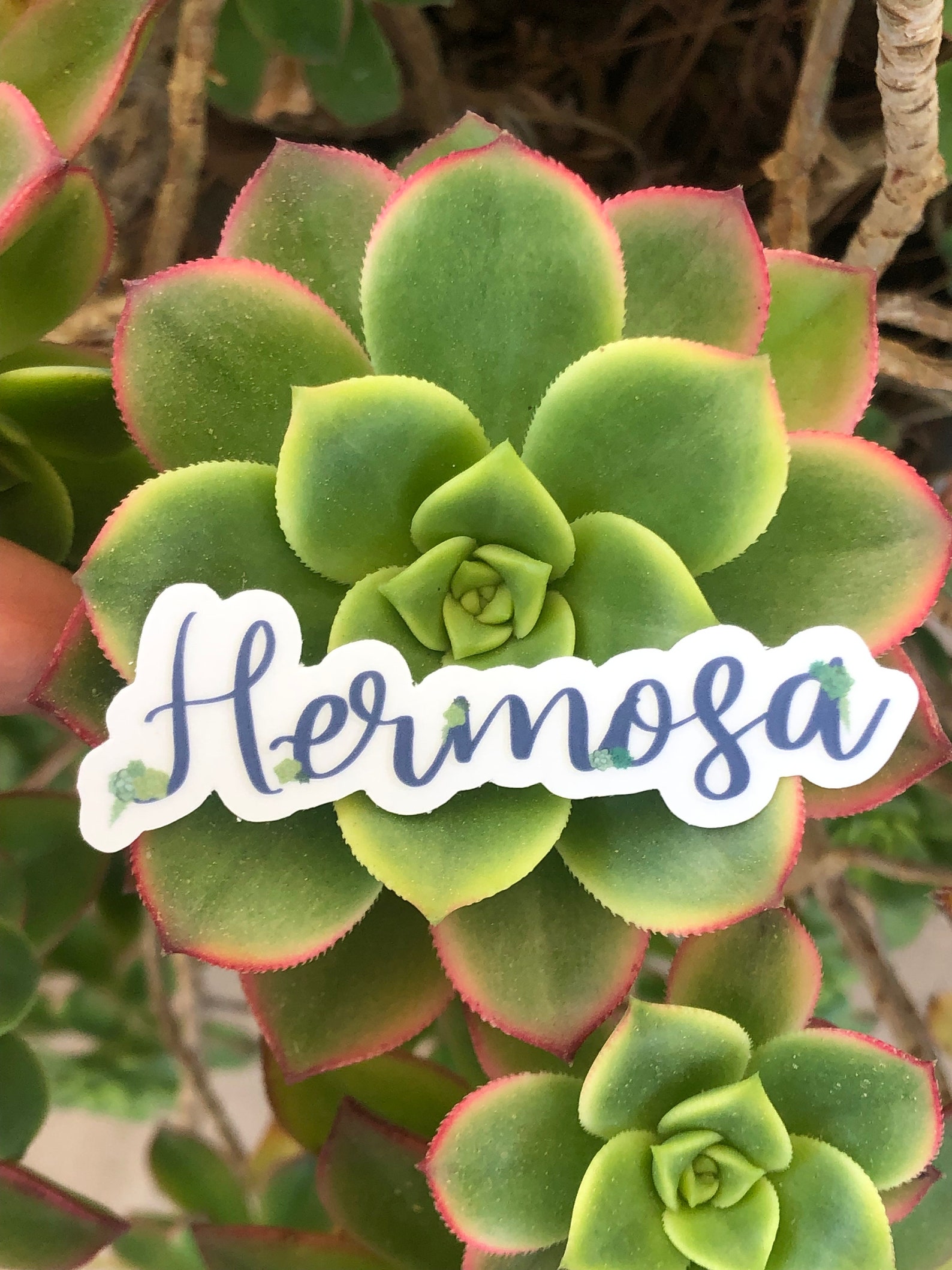 Hermosa Vinyl Sticker | Succulent Plant, Calligraphy Decal - Etsy