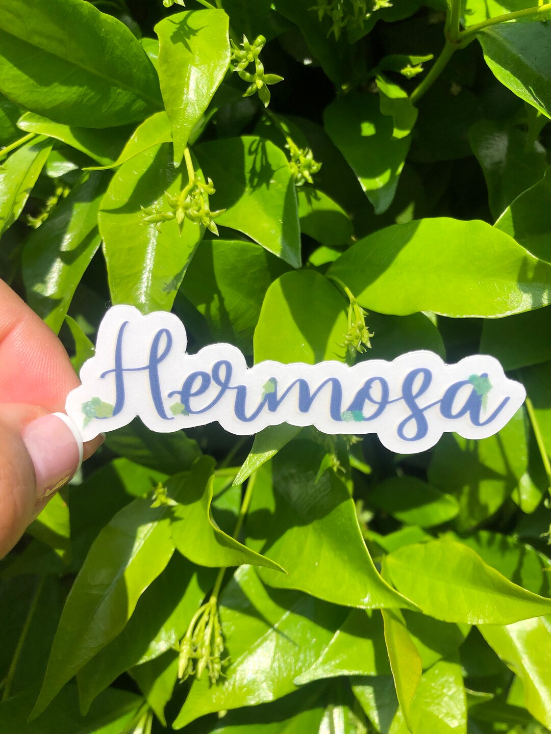 Hermosa Vinyl Sticker | Succulent Plant, Calligraphy Decal - Etsy