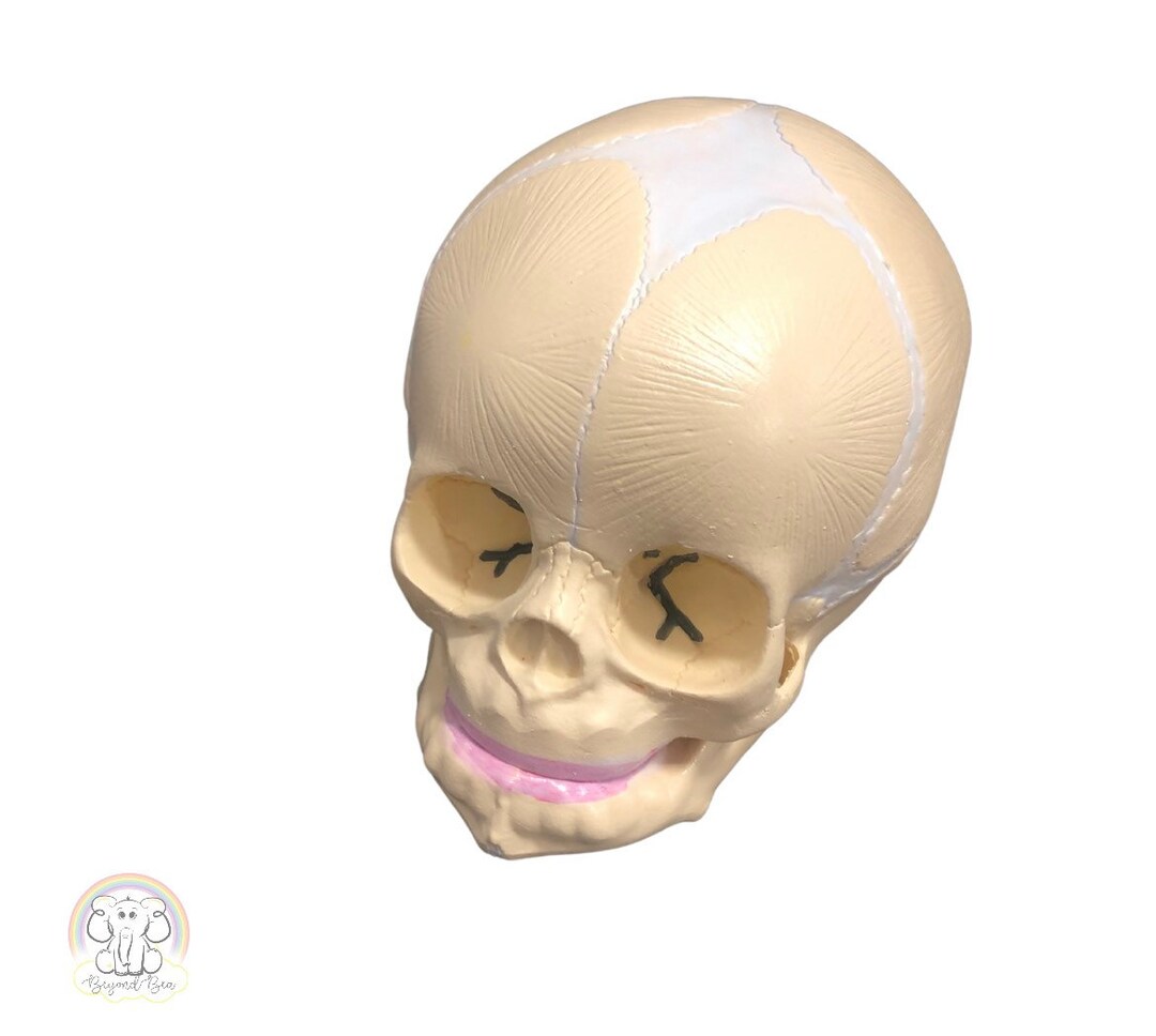 Fetal Skull for Birth University Antenatal Education - Etsy