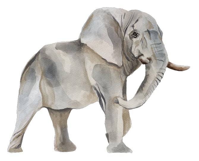 Elephant sticker sheet paper matte stickers elephants | Etsy