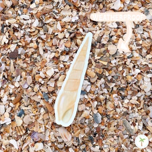 Auger Birth Shell Sticker ,sea Shell Sticker , Matte Clear Weatherproof ...